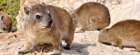 Species - Ocean Blue Adventures